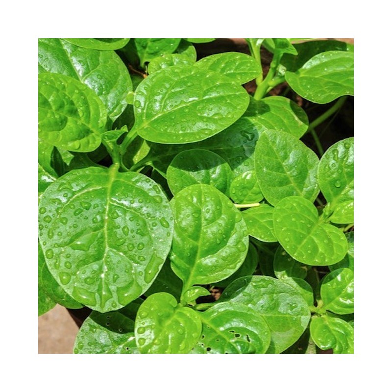 Indian Spinach Malabar Poi | Buy Garden Seeds Online | Zappa Seeds