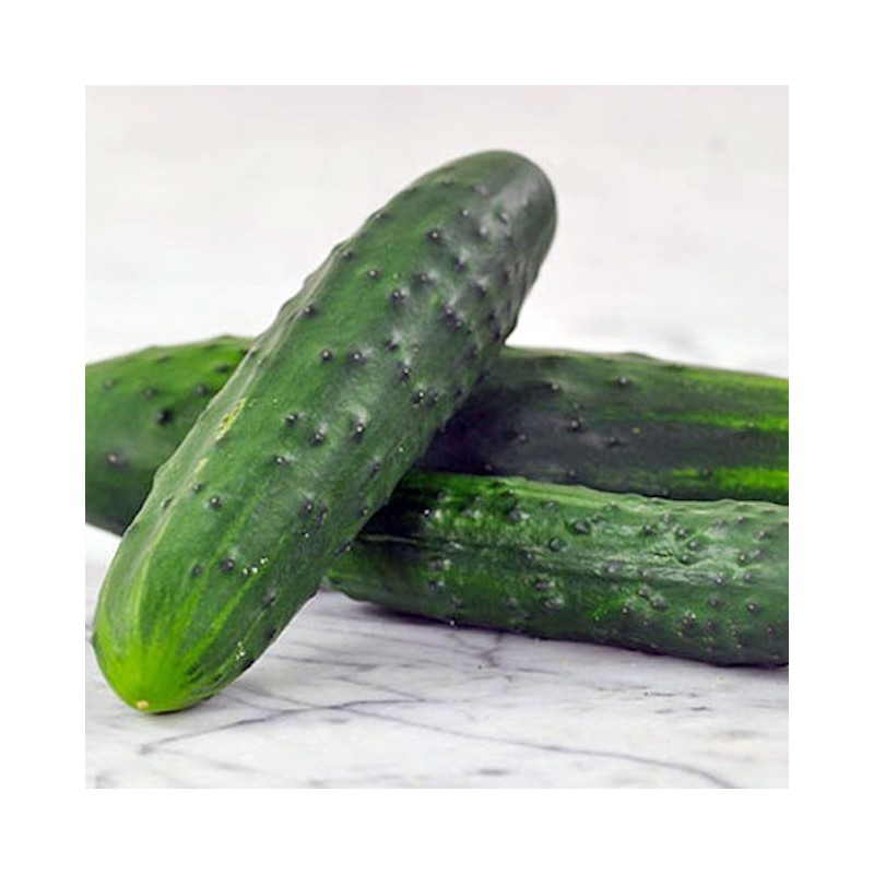 Cucumber