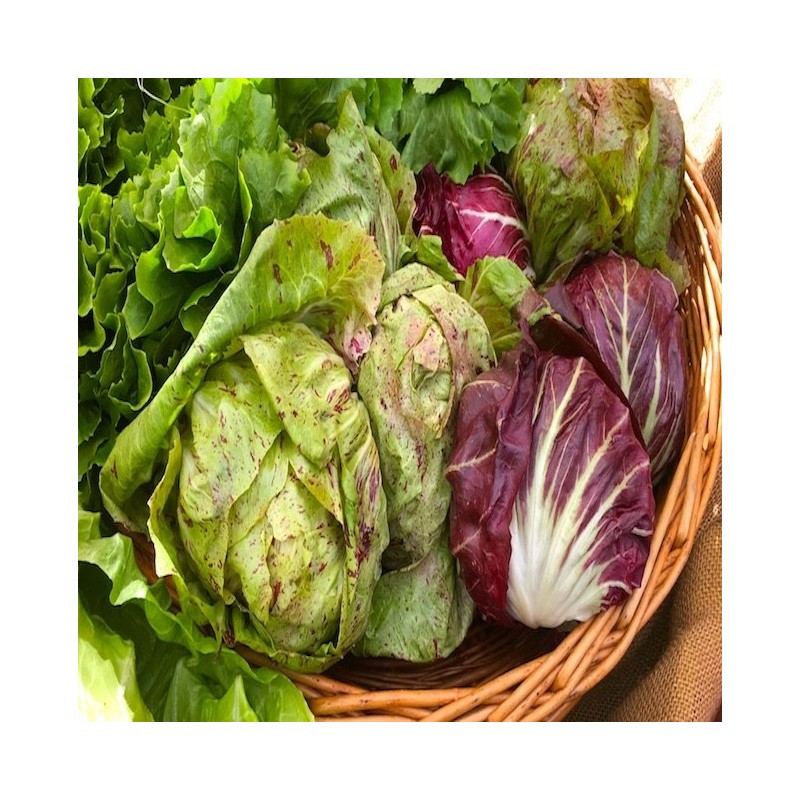 Chicory Seed Mix | Buy Garden Seeds Online | Zappa Seeds