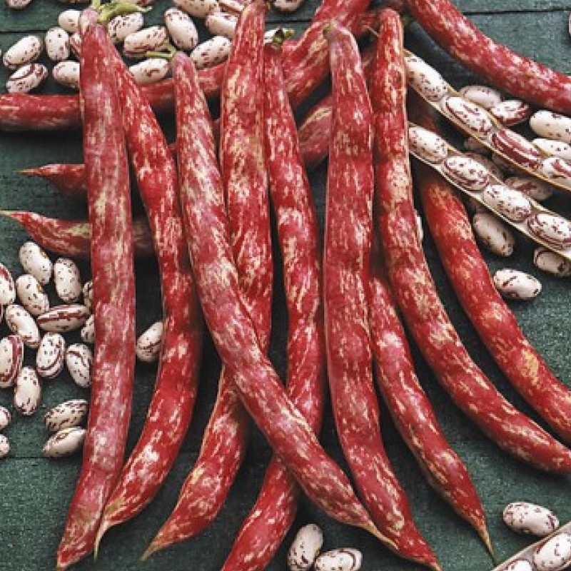 Shelling Bush Bean | Buy Garden Seeds Online | Zappa Seeds | Canada