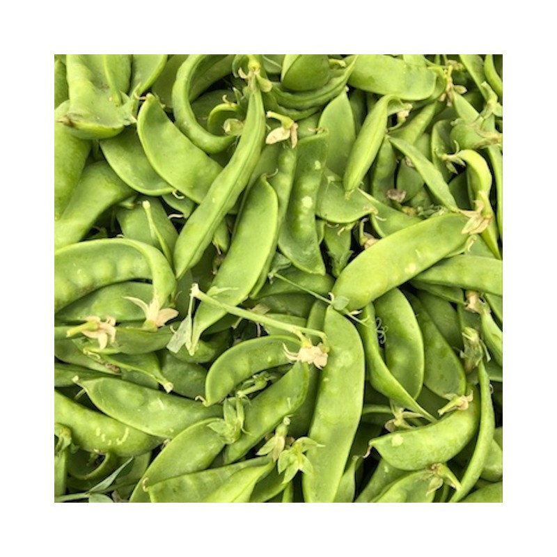 Snow Pea Stringless Edible | Buy Garden Seeds Online | Zappa Seeds
